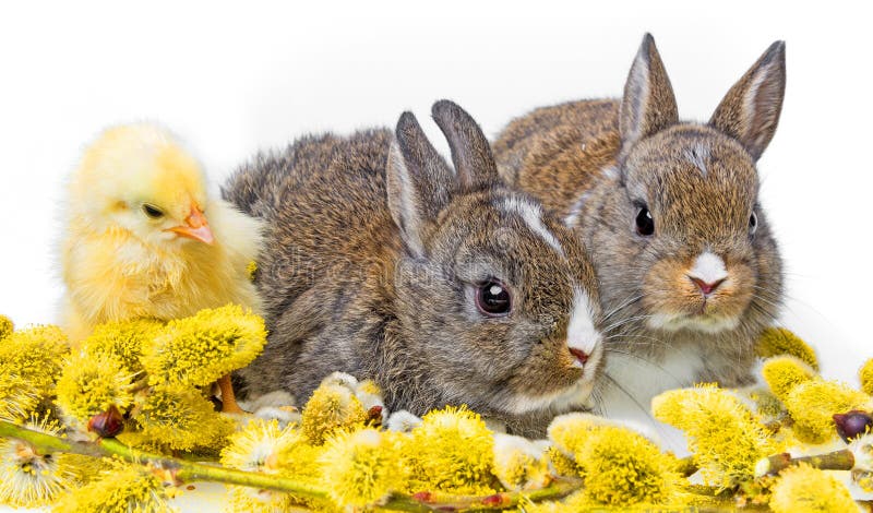 Two newborn rabbits stock photo. Image of flowery, friendly - 137327036
