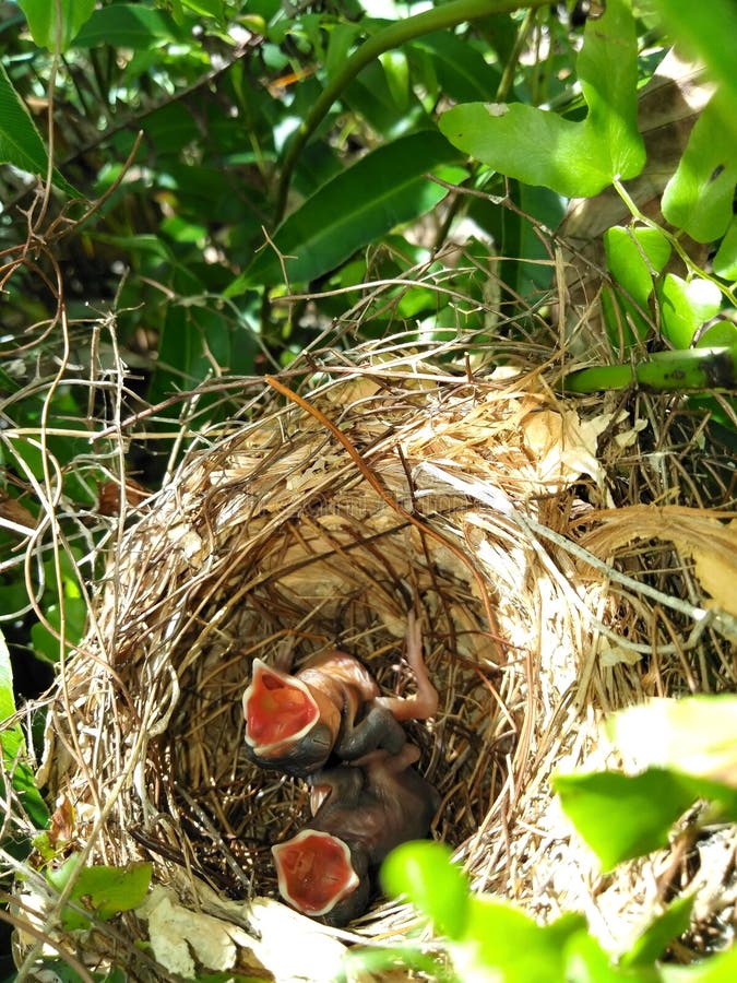 Two newly hatched birds stock photo. Image of mouths - 253899672