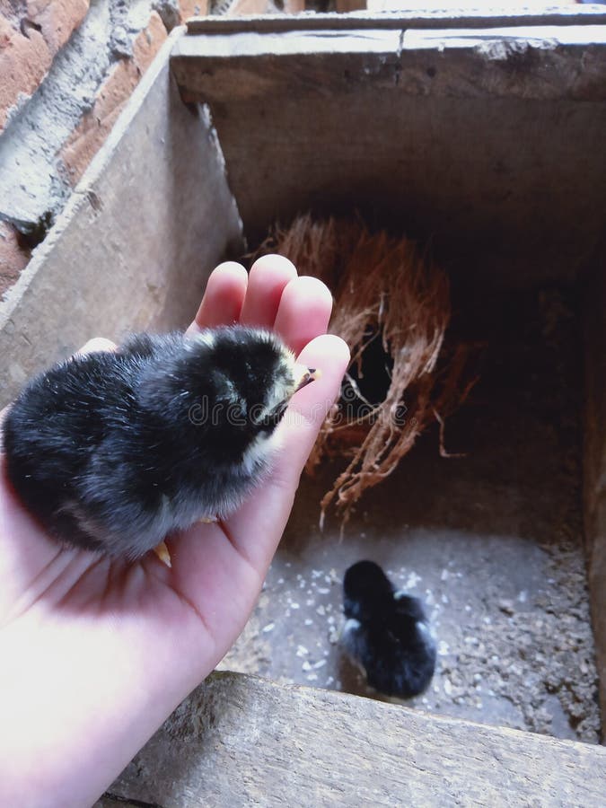 Two Newly Hatched and Very Cute Chicks Stock Image - Image of hatched ...