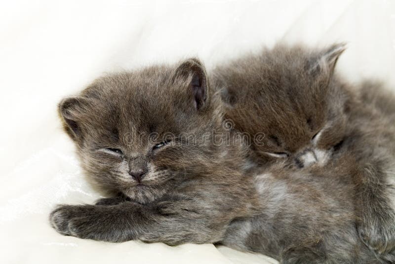 Two nice grey kittens stock photo. Image of couple, feline - 5005256