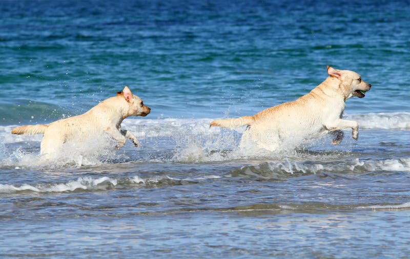 Two Nice Labradors at the Sea with a Ball Stock Image - Image of ...