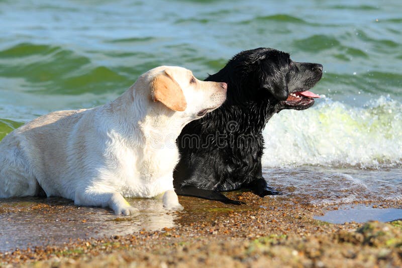 Two Nice Labradors at the Sea Stock Photo - Image of breed, sunny: 56986040