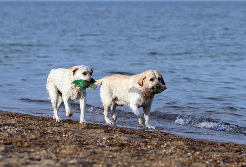 Two Nice Lovely Yellow Labradors Playing at the Seashore Stock Image ...