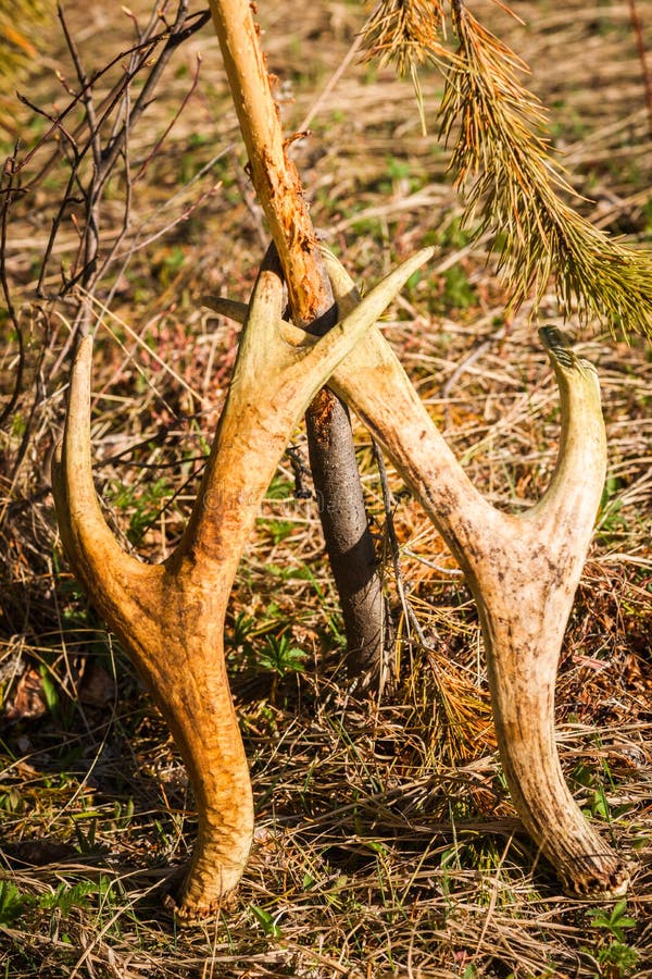 Mule Deer Sheds - Spring Antlers Stock Image - Image of outdoors ...