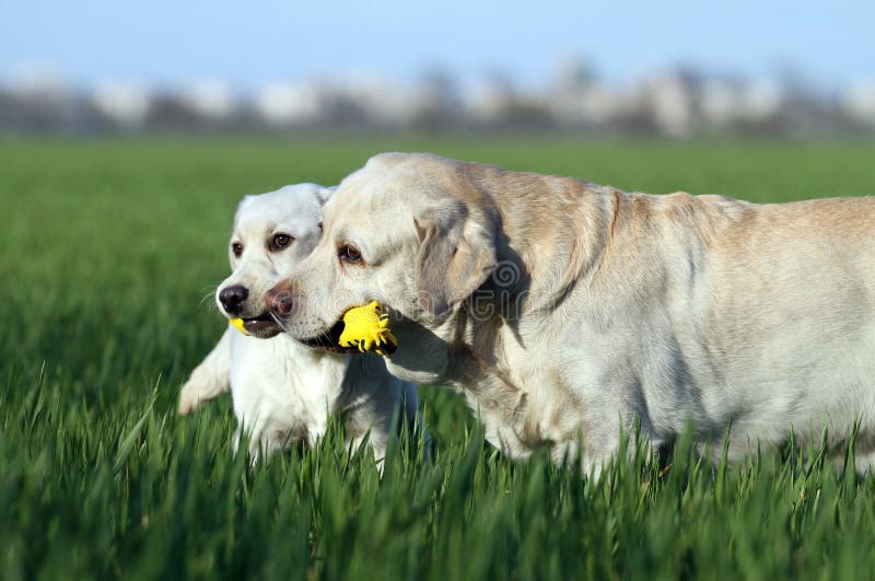 Two Nice Sweet Yellow Labradors in the Park Stock Image - Image of ...