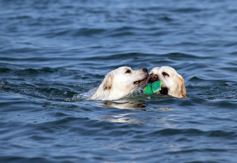 Two Nice Sweet Yellow Labradors Playing at the Seashore Stock Image ...
