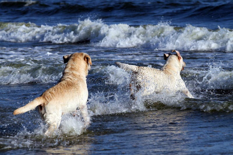 Two Nice Sweet Yellow Labradors Playing at the Seashore Stock Image ...