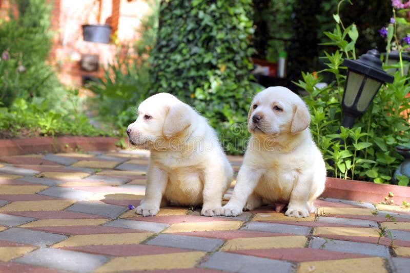 Two labrador puppies stock image. Image of sweet, play - 25360917