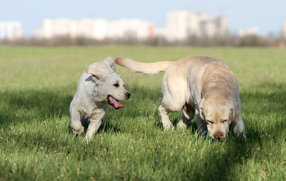 Two Nice Yellow Labradors in the Park Stock Image - Image of pedigree ...