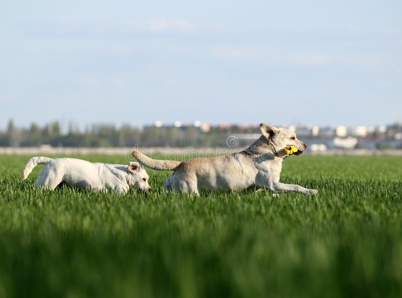Two Nice Yellow Labradors in the Park Stock Image - Image of pale ...