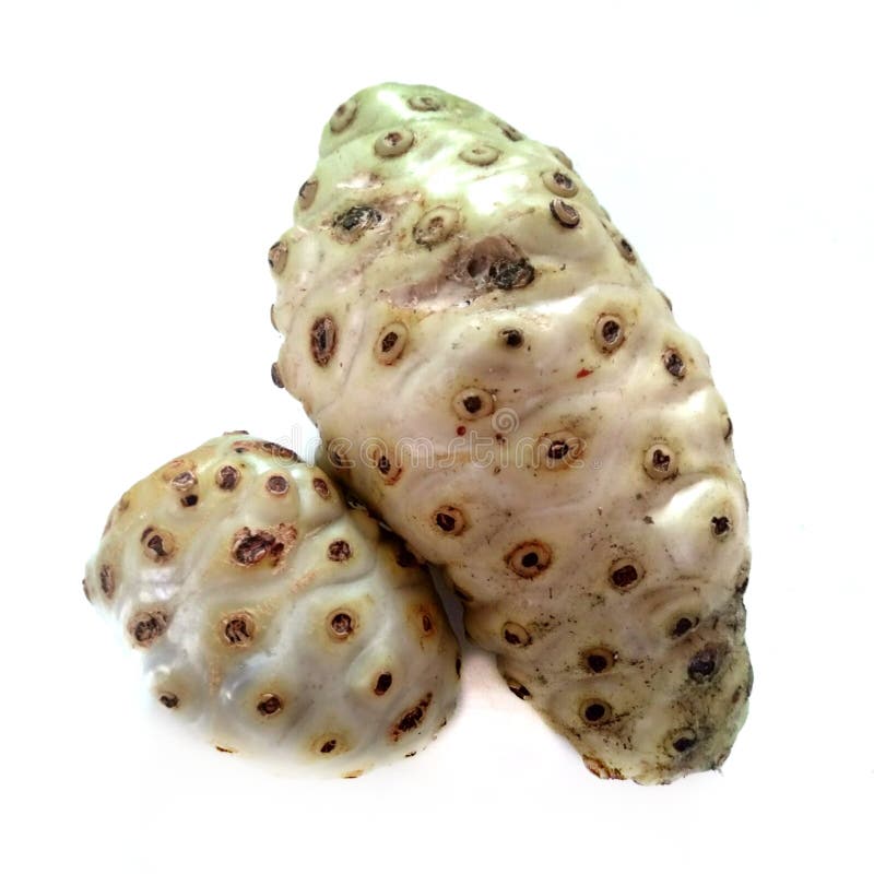 Two Noni Fruit Vomit Cheese Puke Fruit Morinda Citrifolia Stock Image ...