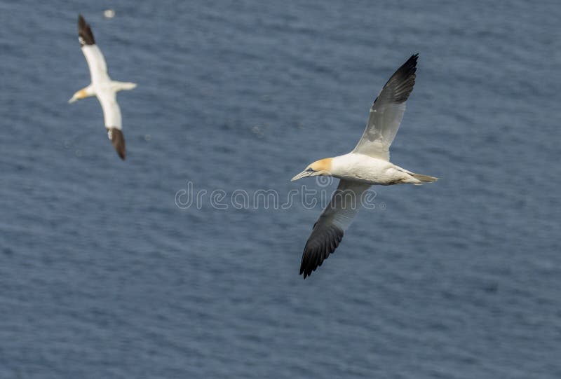 Two Northern Gannets in Flight Stock Photo - Image of soaring, natural ...