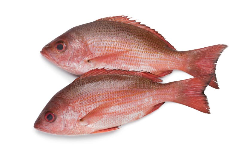427 Red Snappers Photos - Free & Royalty-Free Stock Photos from Dreamstime