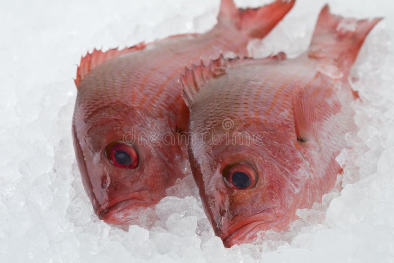 Two Northern Red Snappers on Ice Stock Photo - Image of saltwater, food ...