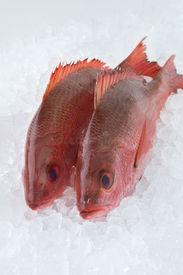 Two Northern Red Snappers on Ice Stock Image - Image of snappers, close ...