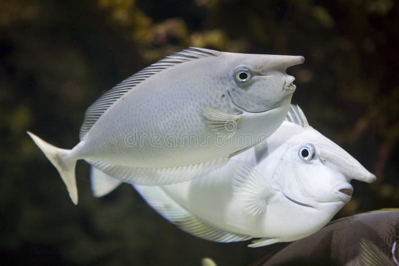 Two nose fishes stock image. Image of colors, horizontal - 7387829