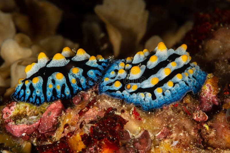 Two Nudibranch Sea Slug Tula Phyllidia Stock Image - Image of animal ...