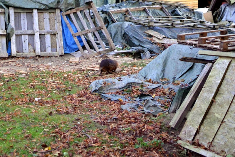 Two Nutria on a meadow stock photo. Image of garden - 238425602