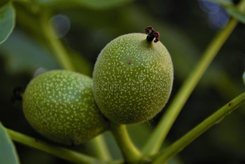 Two nuts on a branch stock image. Image of branches - 118891861