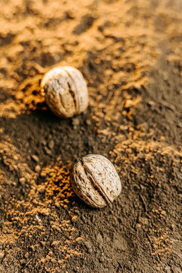Two Nuts Resting on Ground with Rich Texture and Warm Lighting Stock ...