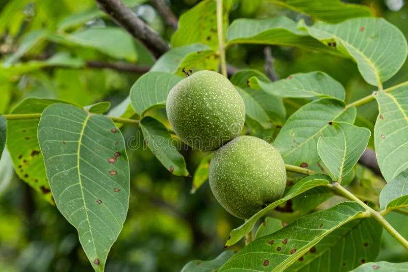 Physic Nuts Stock Photos - Free & Royalty-Free Stock Photos from Dreamstime