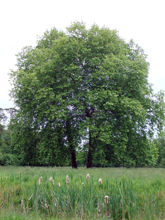 Two Oak Trees stock photo. Image of reeds, growing, countryside - 115130656
