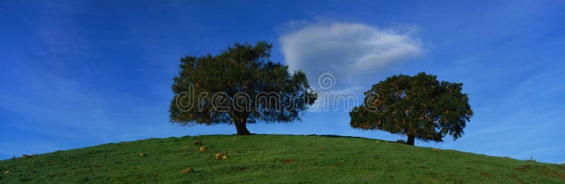 Two oak trees on hill stock image. Image of landscape - 23150999