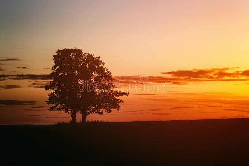 Two Oak Trees Silhouette in Sunset on Field Stock Photo - Image of ...