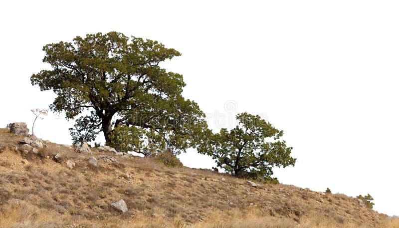 Two oaks isolated stock photo. Image of background, meadow - 185507866