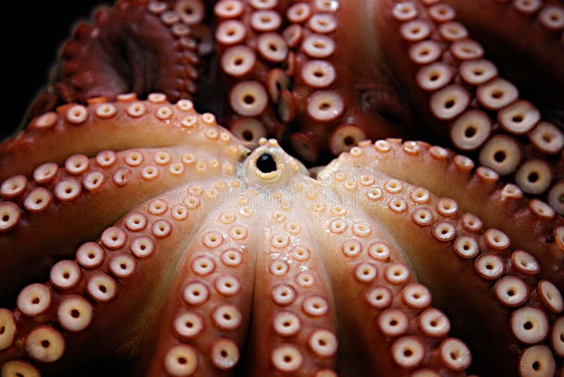 Two octopuses stock photo. Image of sell, market, black - 8600356