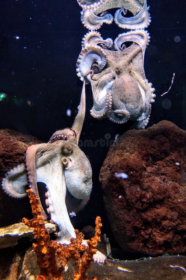Two Octopuses Holding Hands. Stock Photo - Image of friendship ...