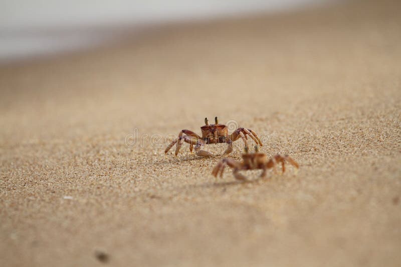 Ocypode Cursor on Sandy Beach, Closeup Shot Stock Image - Image of ...