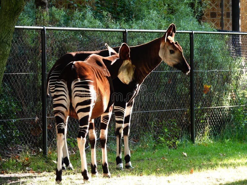 Okapis. stock photo. Image of antwerp, okapia, wildlife - 125529084
