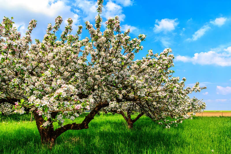 Two Old Apple Trees in Bloom on Green Meadow Stock Photo - Image of ...