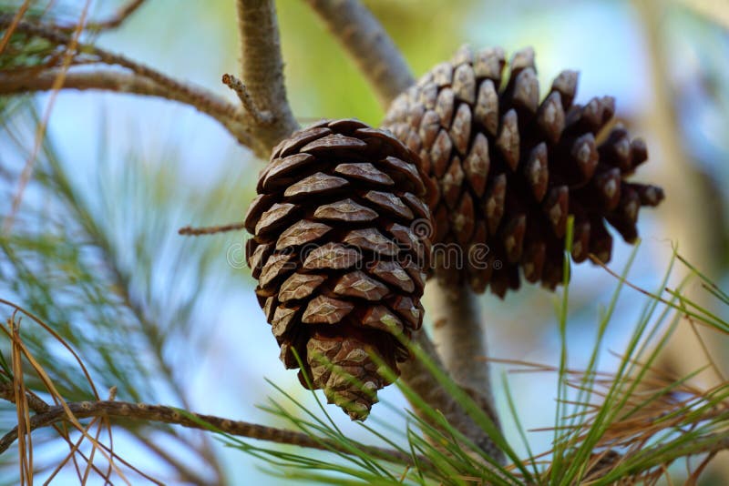 Two Old Brown Pine Cones on the Branch of Pine Treetop Stock Image ...