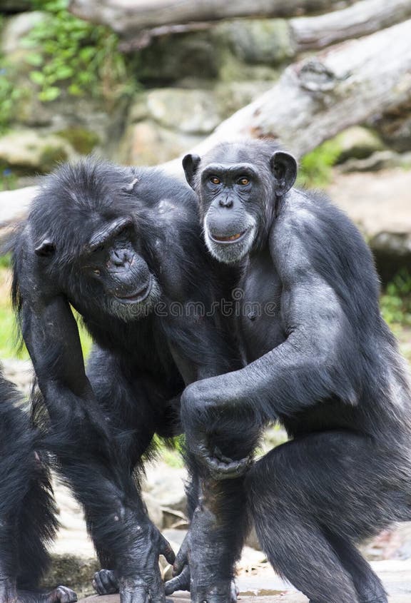 Two old Chimpanzees stock image. Image of monkey, friends - 173438187