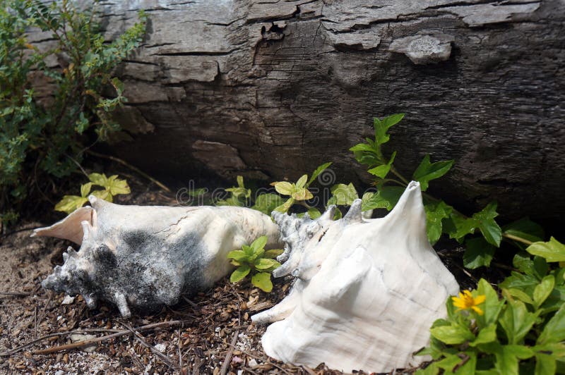 Two old conch shells stock photo. Image of summer, scenery - 35435956