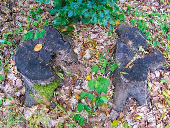 Two old cut stumps stock photo. Image of garden, grass - 378612538