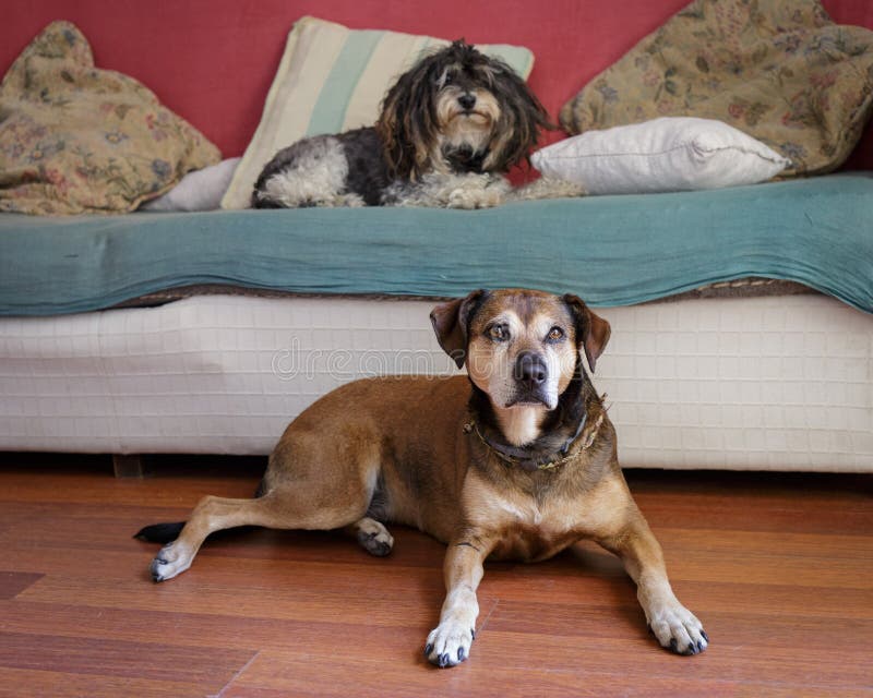 Two Dogs on a Couch stock image. Image of couch, canine - 4285969