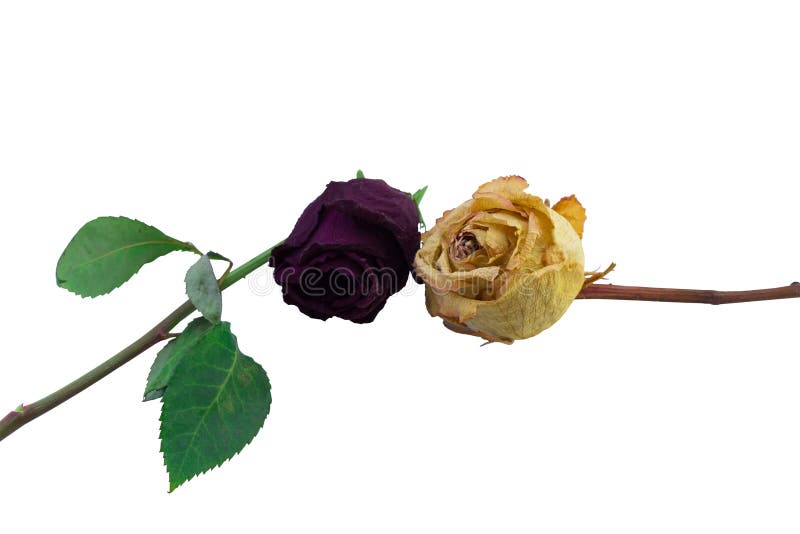 147 Two Dead Dried Roses Stock Photos - Free & Royalty-Free Stock ...