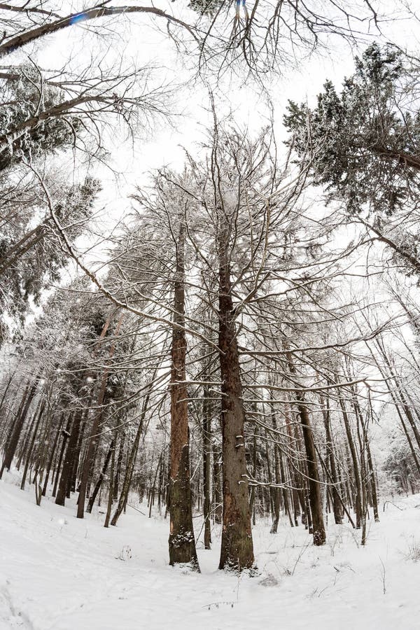 Two Old Dry Fir Trees in a Snowy Forest Stock Image - Image of season ...