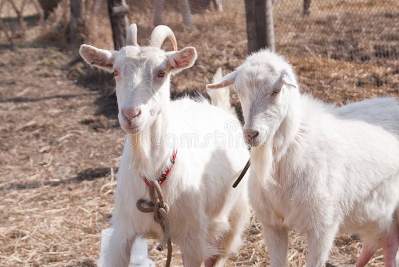 Two old goats stock image. Image of pair, nature, together - 69580163