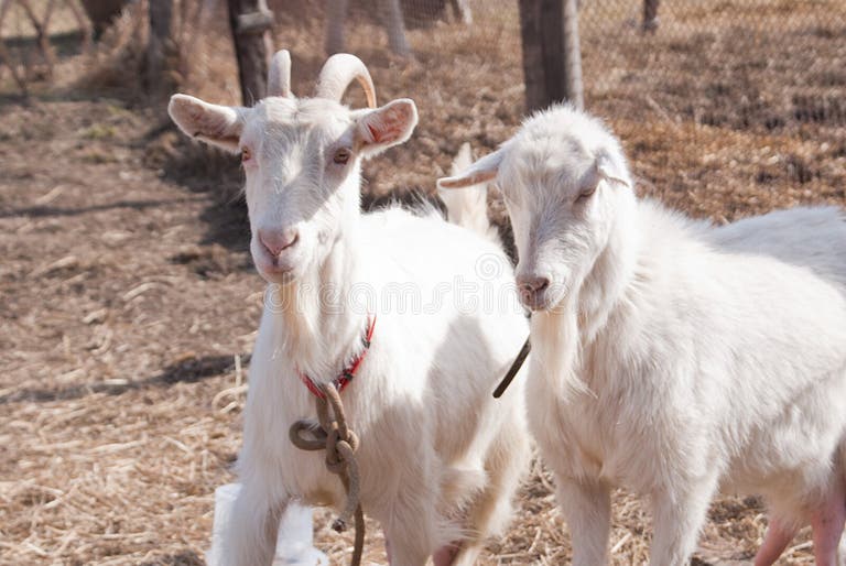 Two old goats stock image. Image of pair, nature, together - 69580163