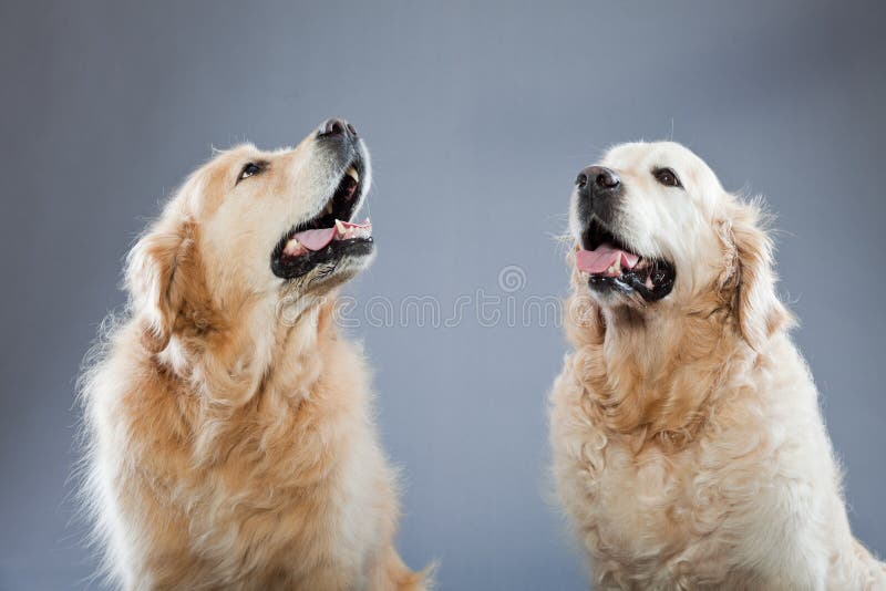 Golden Retriever Dog Howling Stock Photo - Image of furry, funny: 20135332
