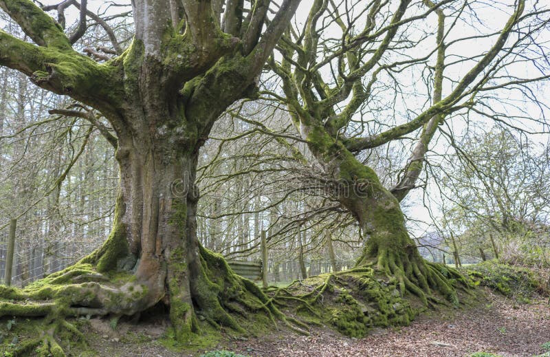 Two Old Trees in the Forest. Stock Photo - Image of outdoors, natural ...