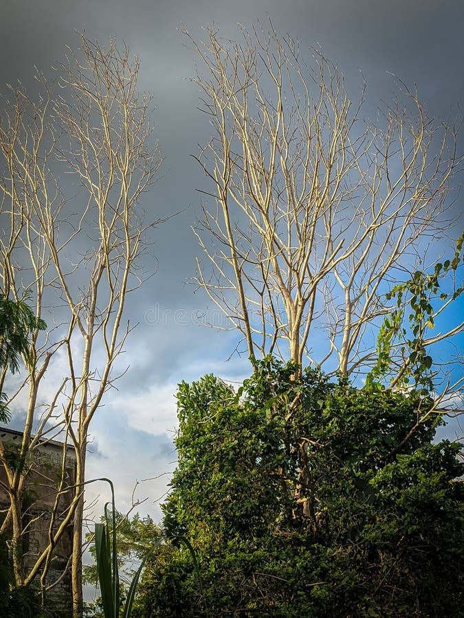 Two Old Trees without Leaves Still Towering Stock Photo - Image of ...