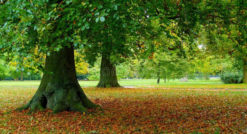 Two Old Trees Side by Side in the Park Stock Photo - Image of leaf ...