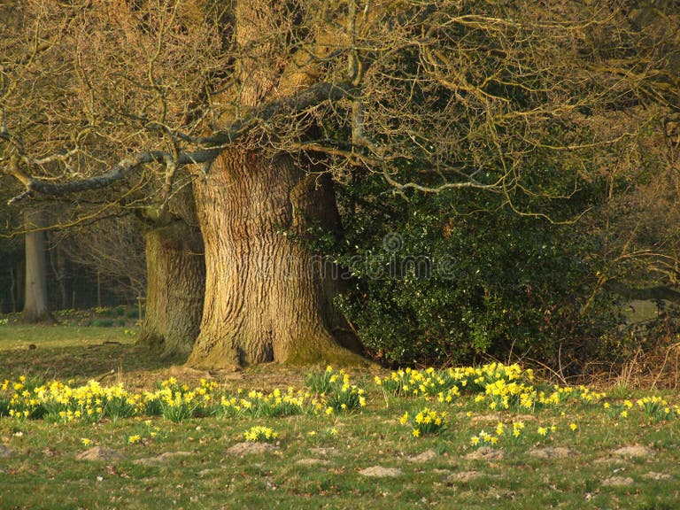 Two Old Trees Side by Side in the Park Stock Photo - Image of grass, growth: 366213186