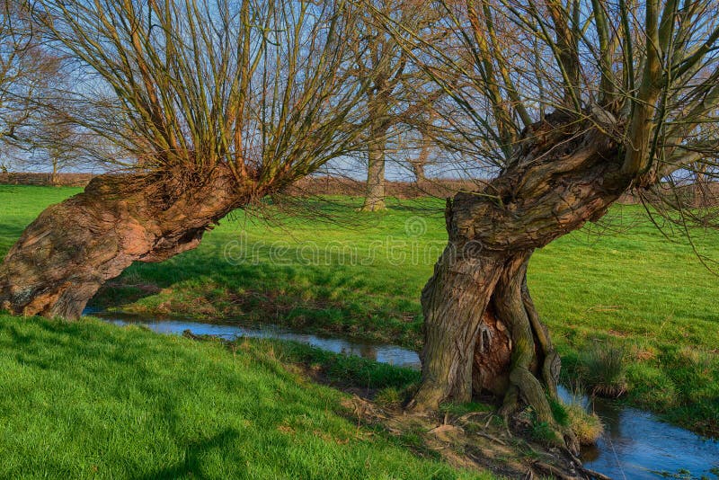 Two old trees by stream stock photo. Image of roots, outdoors - 38795916