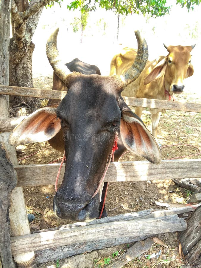 Mango Cows Stock Photos - Free & Royalty-Free Stock Photos from Dreamstime